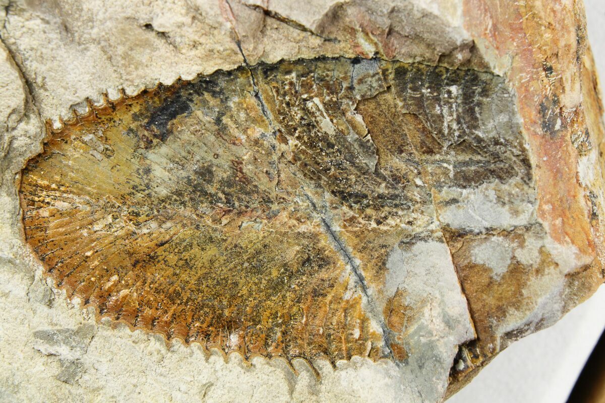 4.55" Plate of Ordovician Graptolite (Phyllograptus) Fossils - Utah ...