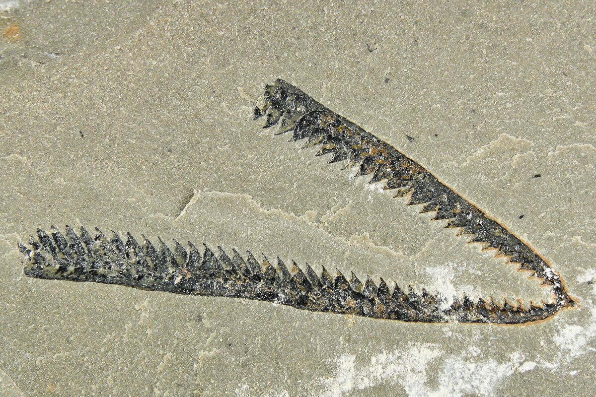 .9" Ordovician Graptolite (Didymograptus) - Fillmore Formation, Utah ...