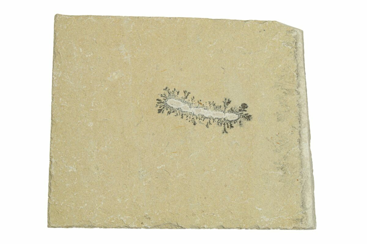 .85" Coprolite (Fossil Poop) - Lebanon (#256062) For Sale - FossilEra.com