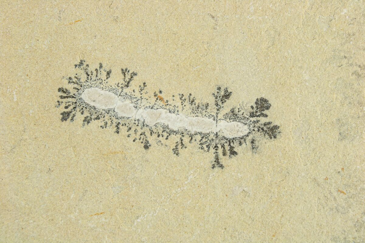 .85" Coprolite (Fossil Poop) - Lebanon (#256062) For Sale - FossilEra.com