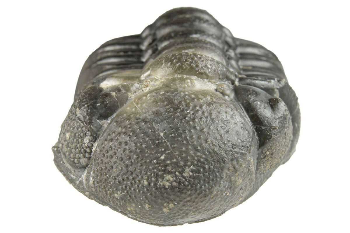 2.2" Long Curled Austerops Trilobite - Morocco (#252722) For Sale ...