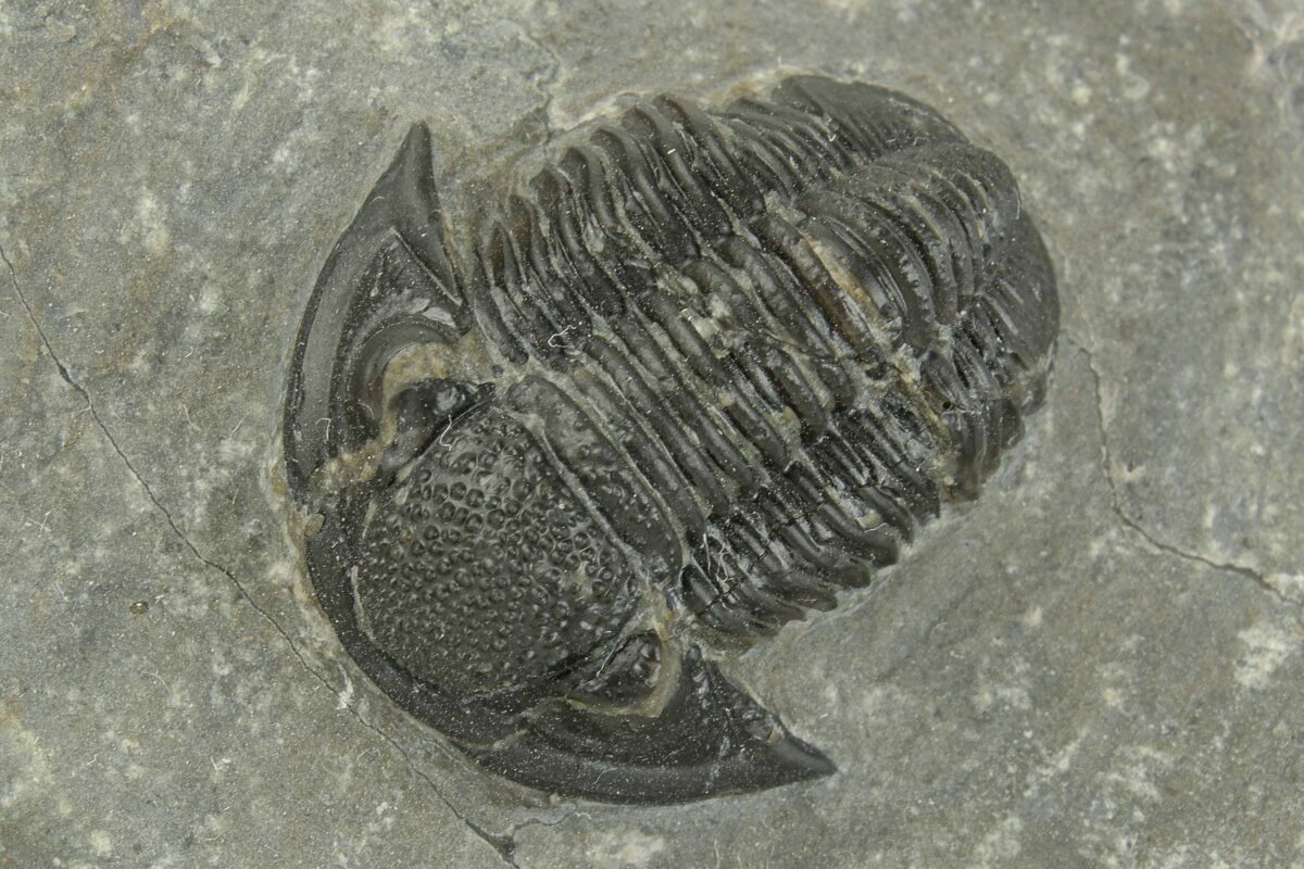 .75" Detailed Gerastos Trilobite Fossil - Morocco (#243792) For Sale ...