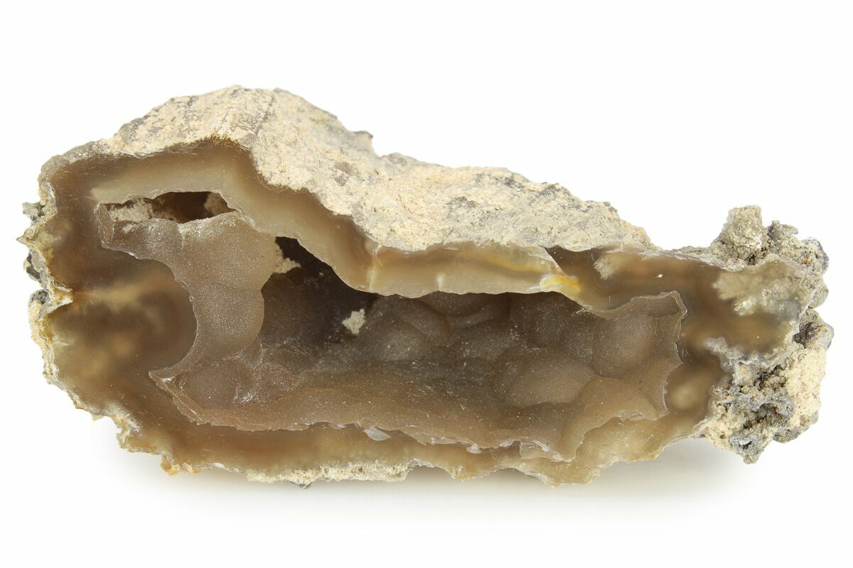 2.6" Agatized Fossil Coral Geode - Florida (#256486) For Sale ...