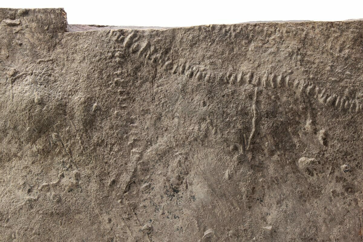 4.6" Cruziana (Fossil Trilobite Trackway) - Morocco (#256843) For Sale - FossilEra.com