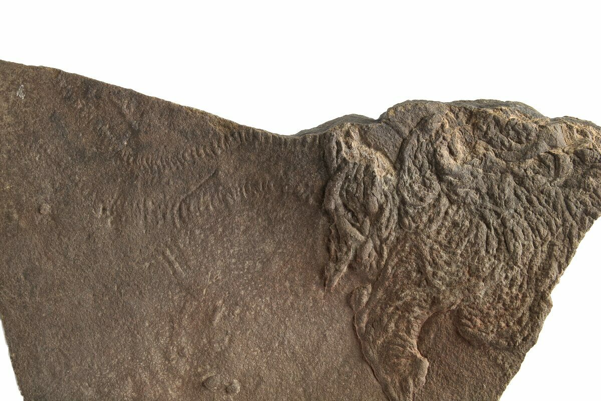 4.7" Cruziana (Fossil Trilobite Trackway) - Morocco (#256880) For Sale - FossilEra.com