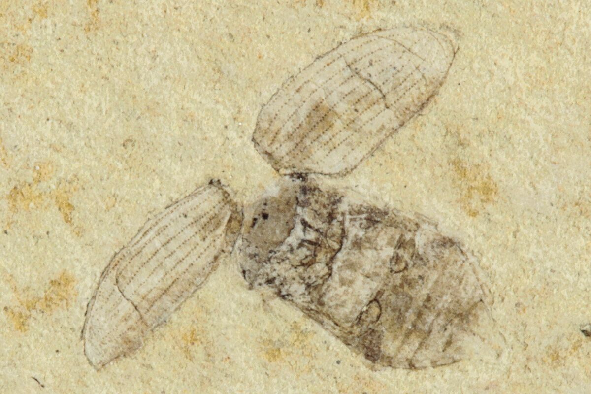 .20" Fossil Leaf Beetle (Chrysomelidae) - France (#256804) For Sale ...