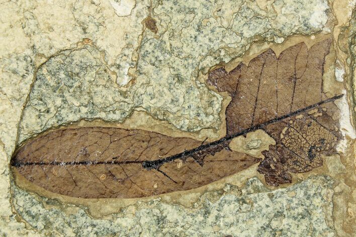 Eocene Fossil Leaves - Green River Formation (#257036) For Sale ...