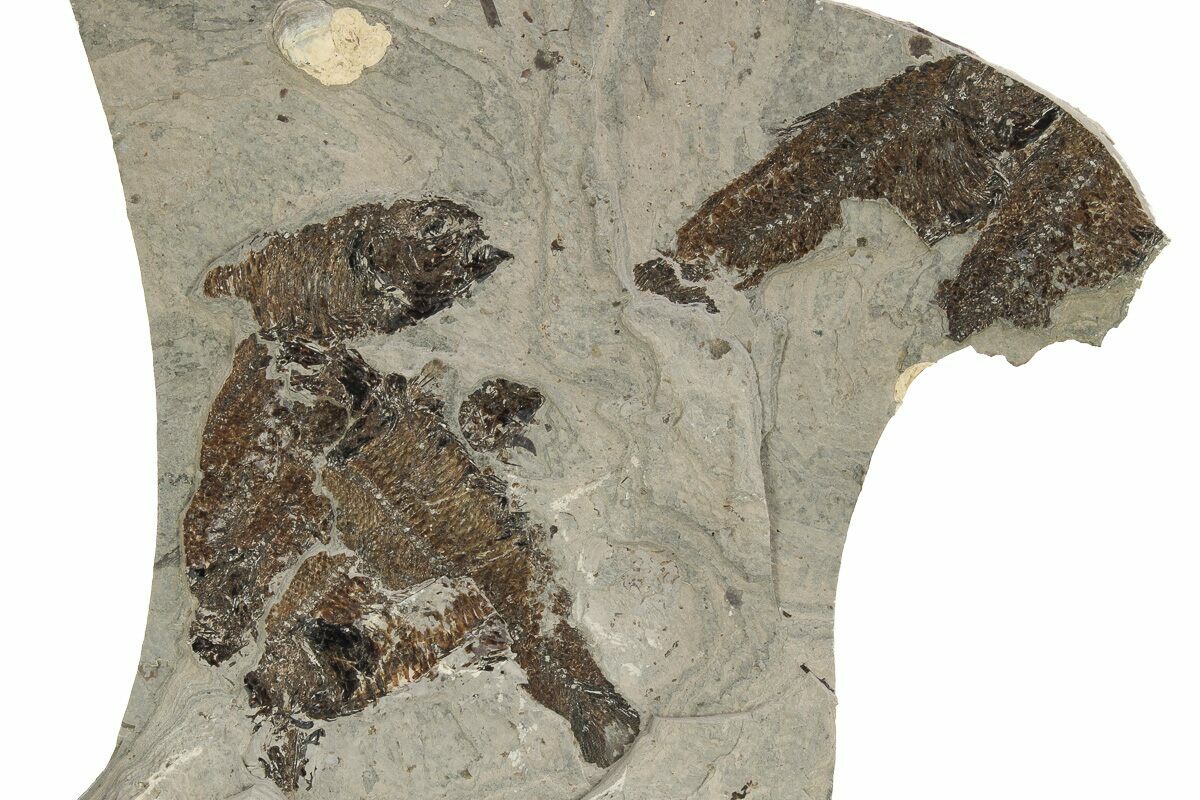 10.2" Unprepped Fossil Fish (Knightia) Mortality Plate - Wyoming ...