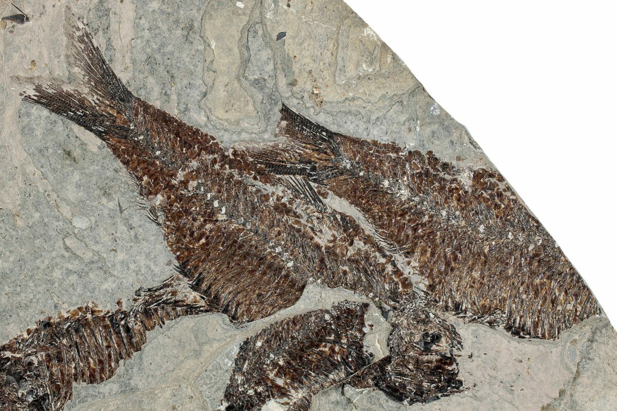 7.3" Fossil Fish (Knightia) Mortality Plate - Wyoming (#257192) For ...