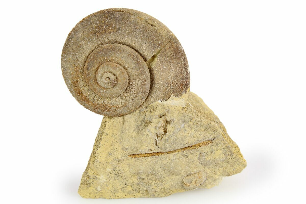 1.2" Ordovician Gastropod Fossil (Liospira) - Wisconsin (#257219) For ...