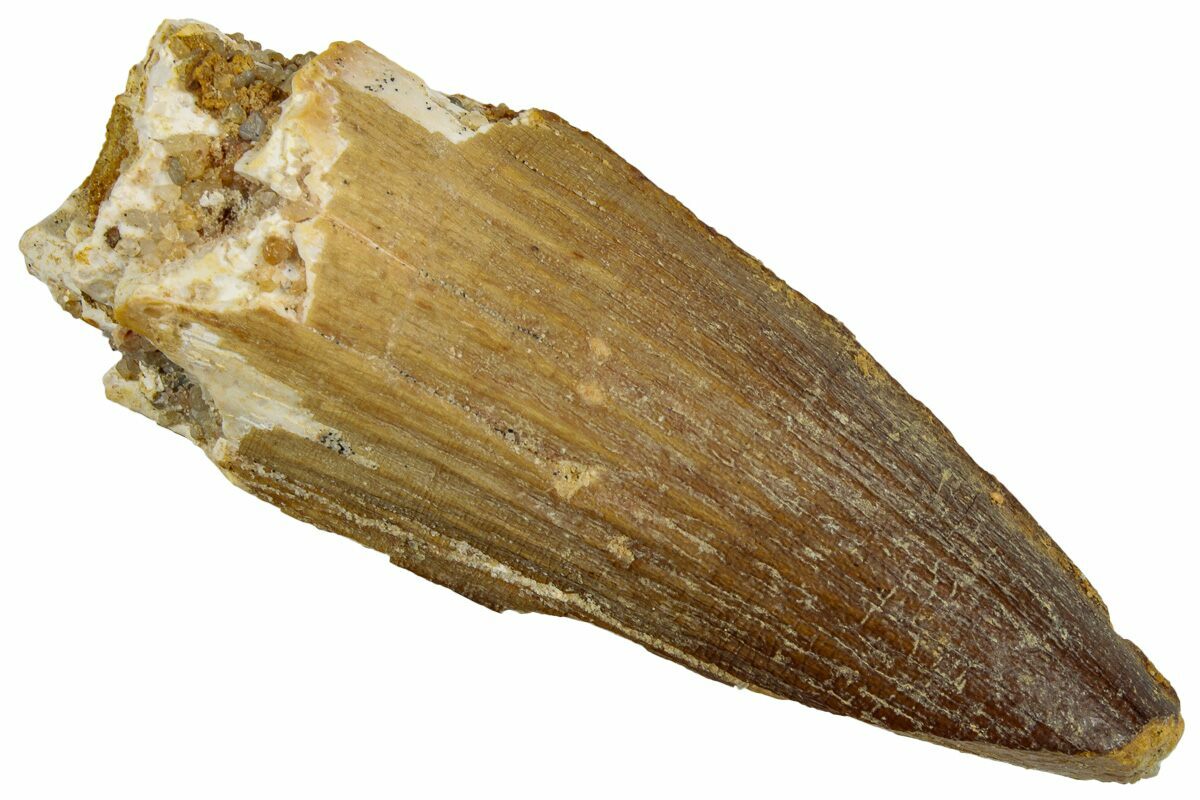 2.44" Fossil Spinosaurus Tooth - Real Dinosaur Tooth (#257452) For Sale ...