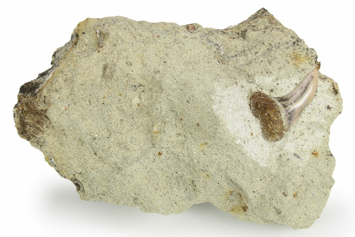 1.1" Hooked White Shark Tooth Fossil on Sandstone - Bakersfield, CA ...