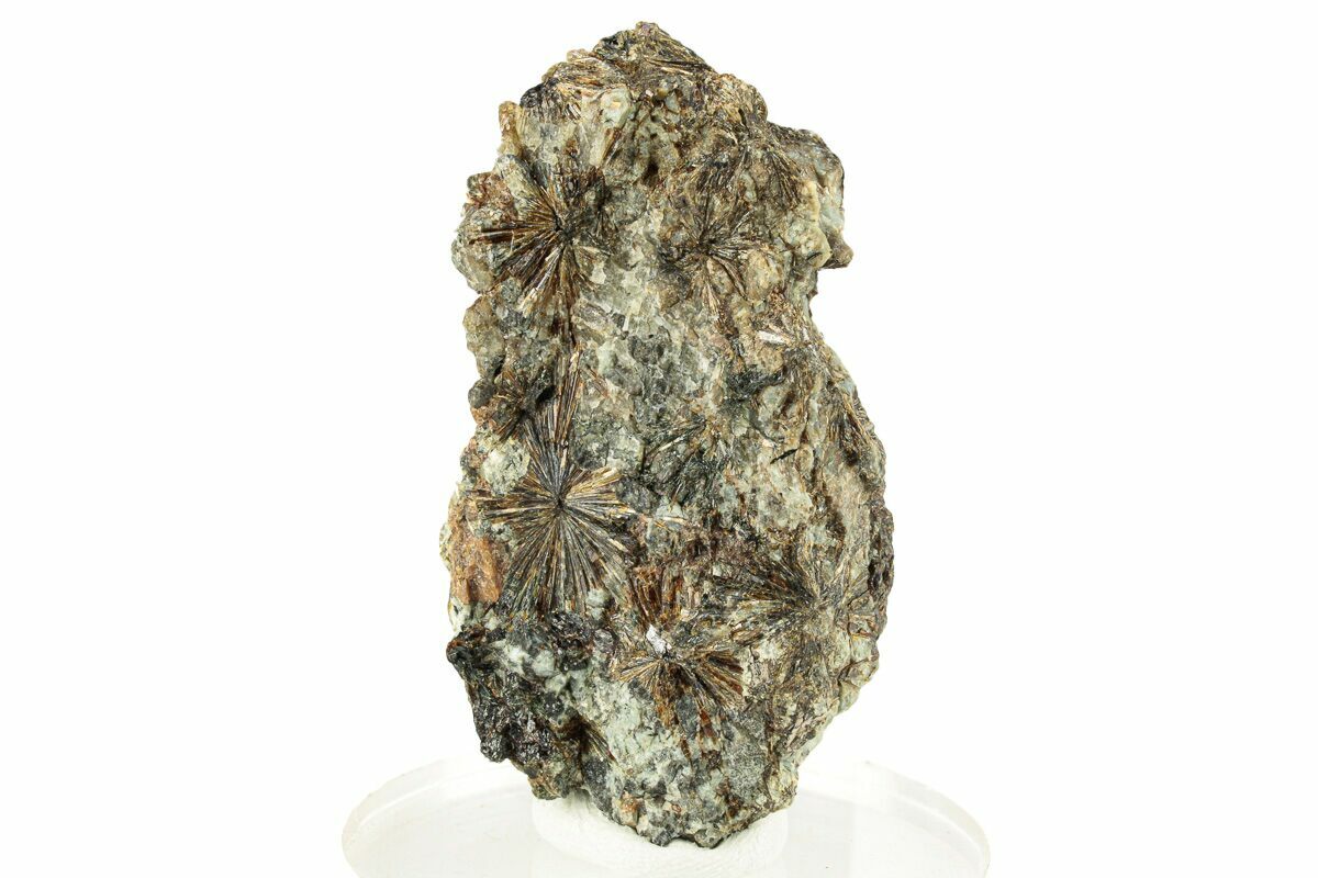 2" Lamprophyllite Crystal Aggregations in Matrix - Russia (#257565) For ...