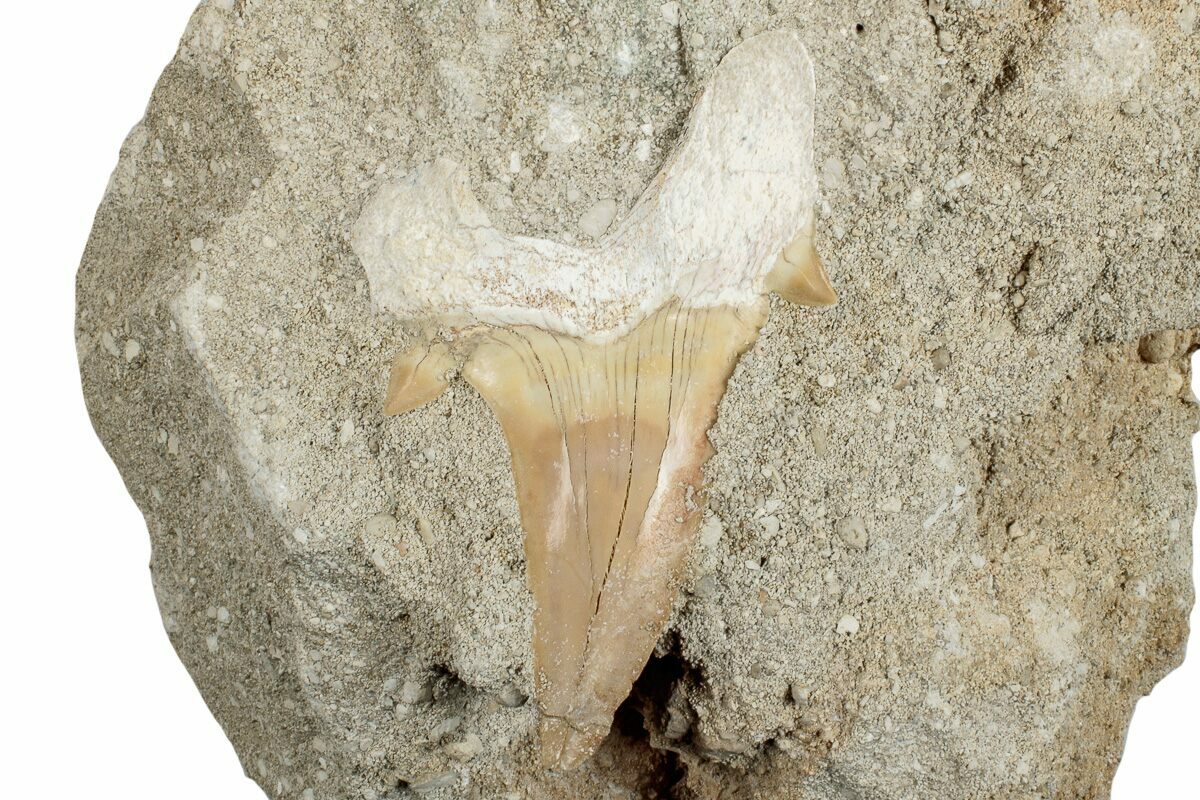 2.59" Large Otodus Shark Tooth Fossil in Rock - Morocco (#257665) For ...