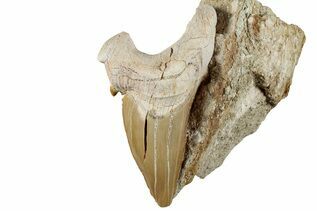 .75" to 1.25" Wire Wrapped Otodus Shark Tooth Pendant - Morocco For ...