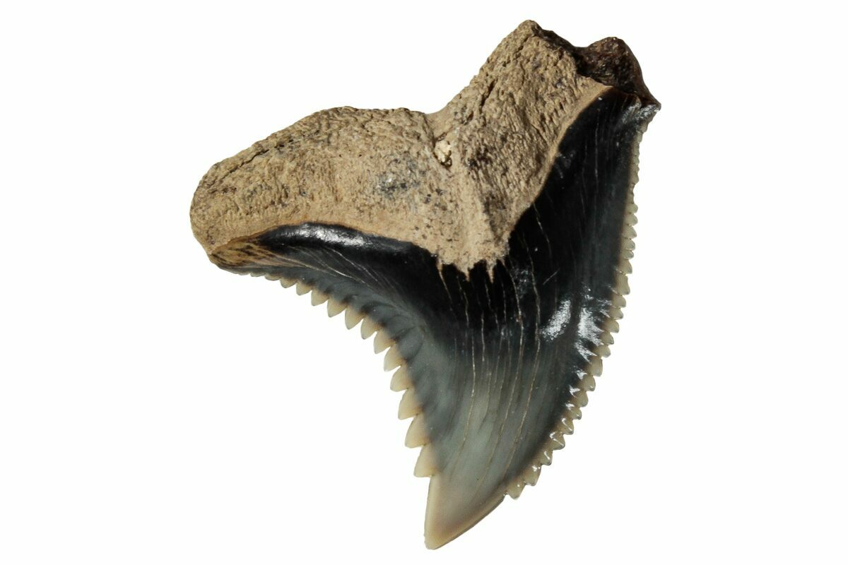 .98" Snaggletooth Shark (Hemipristis) Tooth - Maryland (#257687) For ...