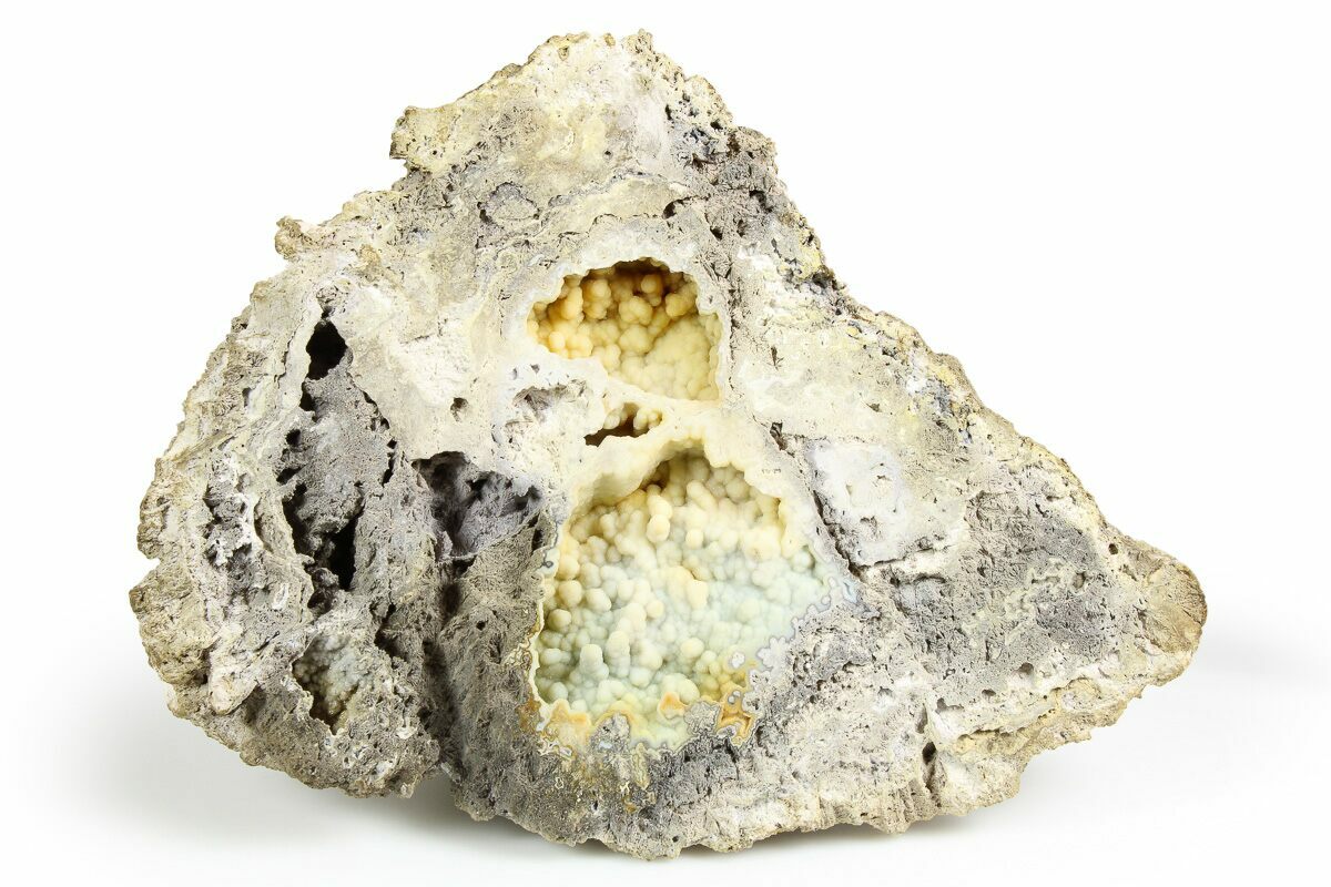 6.3" Agatized Fossil Coral Geode - Florida (#257857) For Sale ...