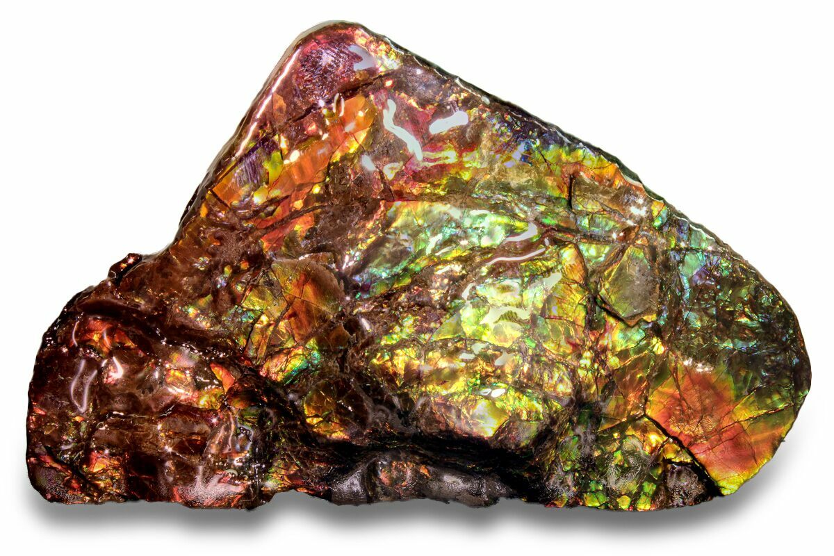 3.5" Flashy Ammolite (Fossil Ammonite Shell) - Alberta, Canada (#258182 ...