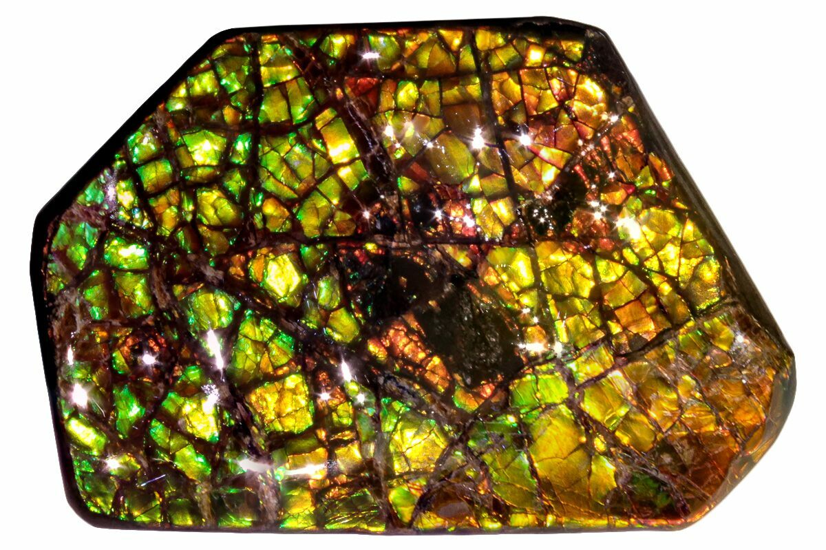 1.5" Iridescent Ammolite (Fossil Ammonite Shell) - Alberta (#258274 ...