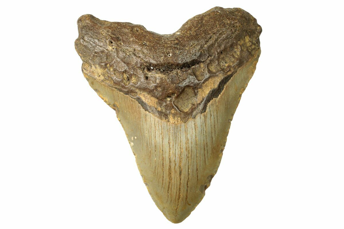 4.19" Fossil Megalodon Tooth - North Carolina (#257944) For Sale ...