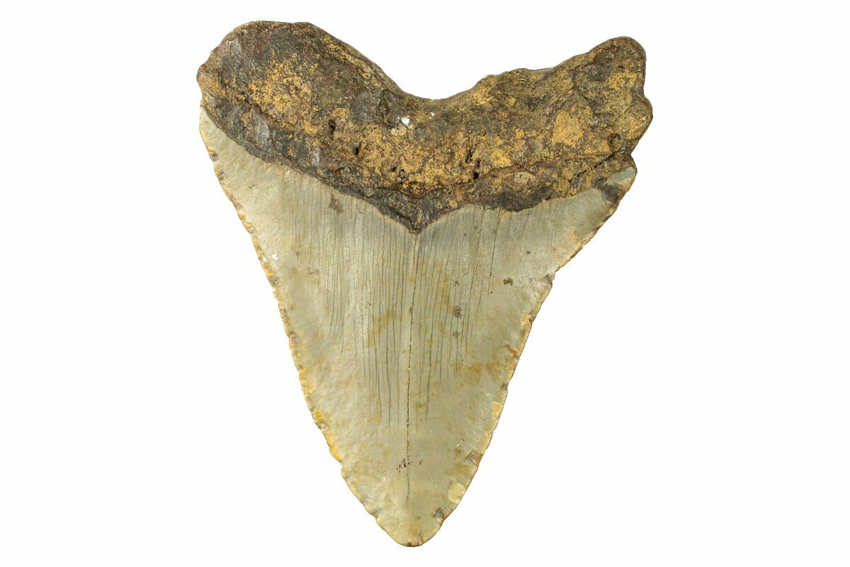4.19" Fossil Megalodon Tooth - North Carolina (#257944) For Sale ...