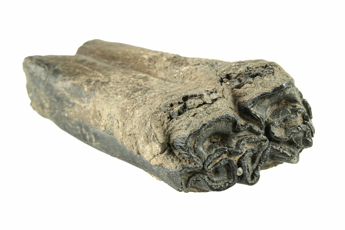 2.2" Pleistocene Aged Fossil Horse Tooth - South Carolina (#251120) For ...