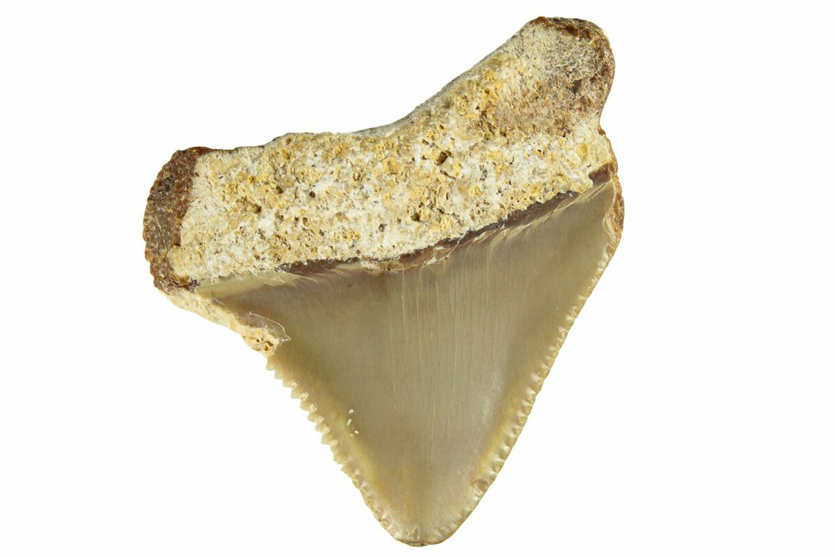 Serrated, 1.50" Juvenile Fossil Megalodon Tooth From Angola - Unusual ...