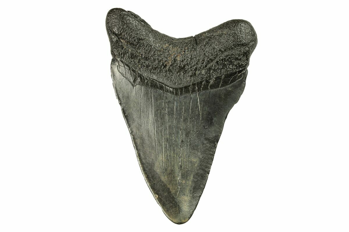 3.30" Fossil Megalodon Tooth - South Carolina (#258526) For Sale ...