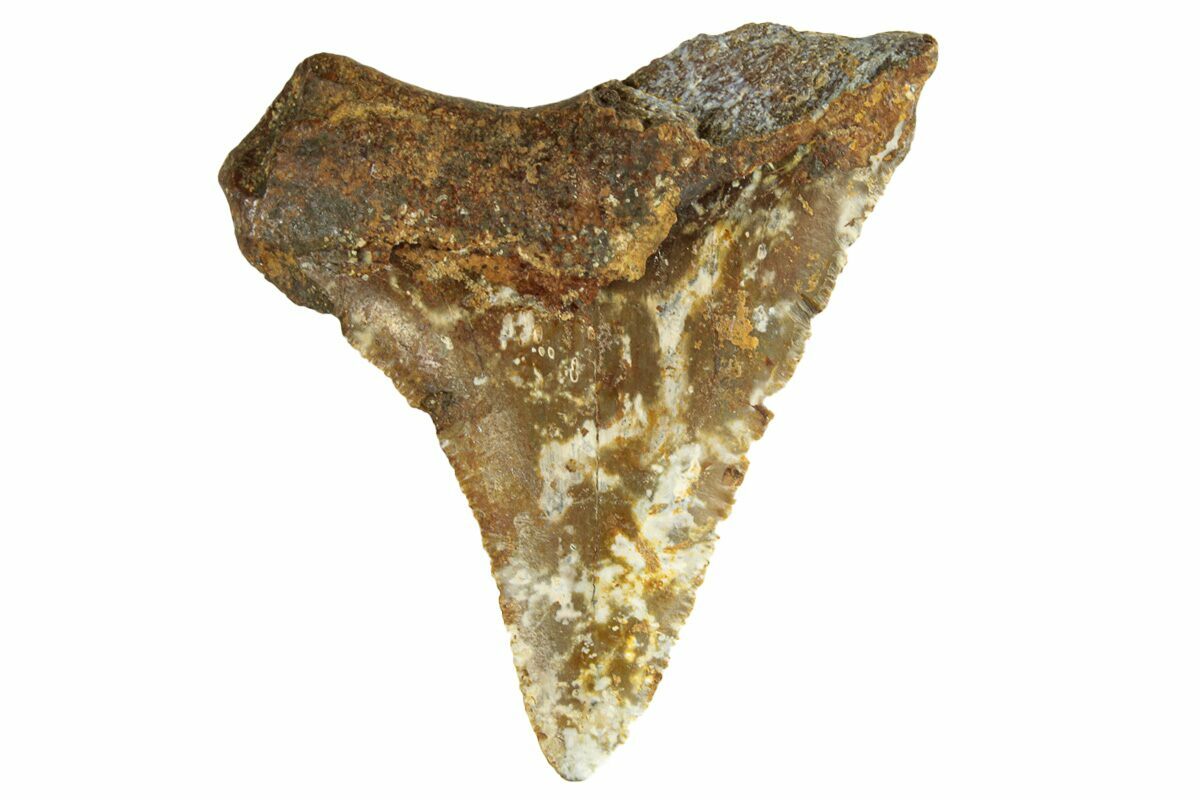 1.65" Juvenile Fossil Megalodon Tooth From Angola - Unusual Location ...