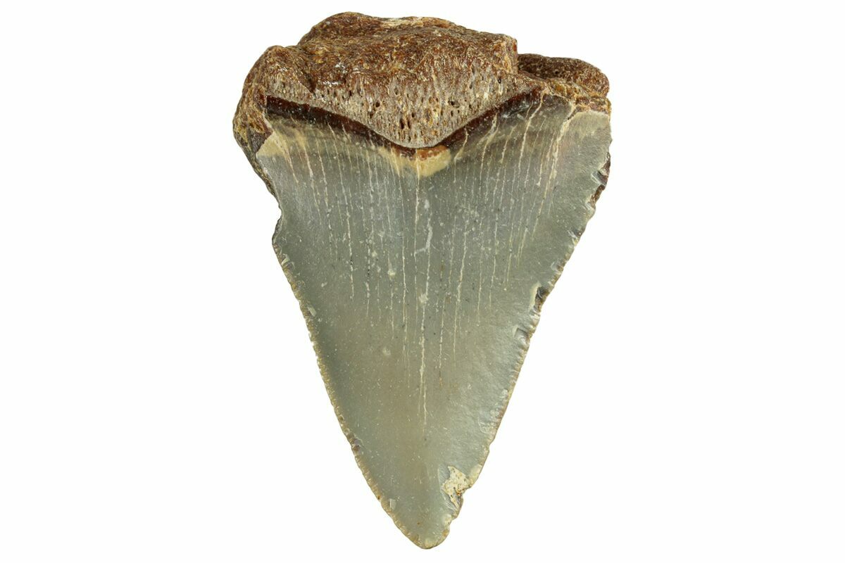 2.10" Juvenile Fossil Megalodon Tooth From Angola - Unusual Location ...