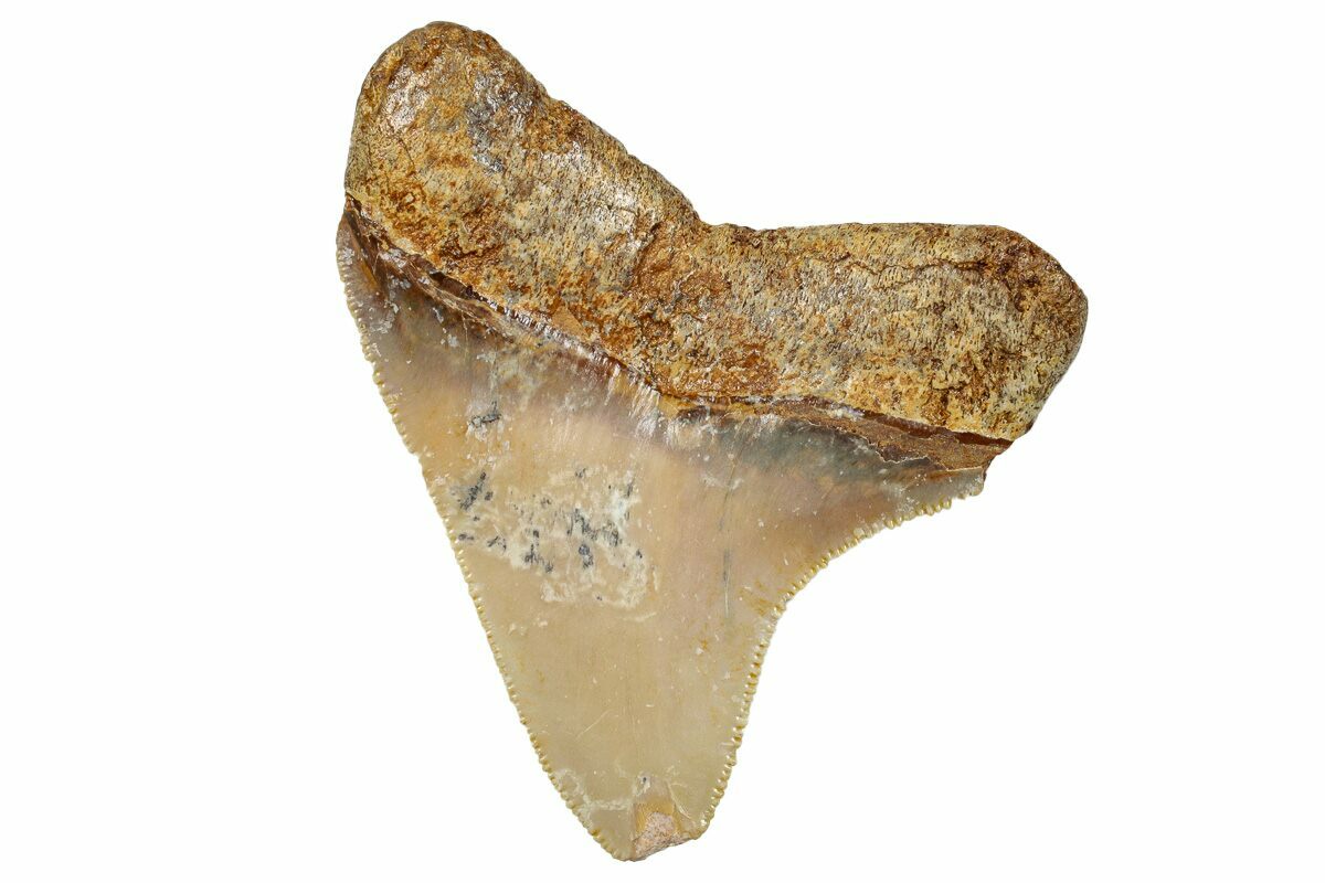 Serrated, 2.83" Juvenile Fossil Megalodon Tooth From Angola - Unusual ...