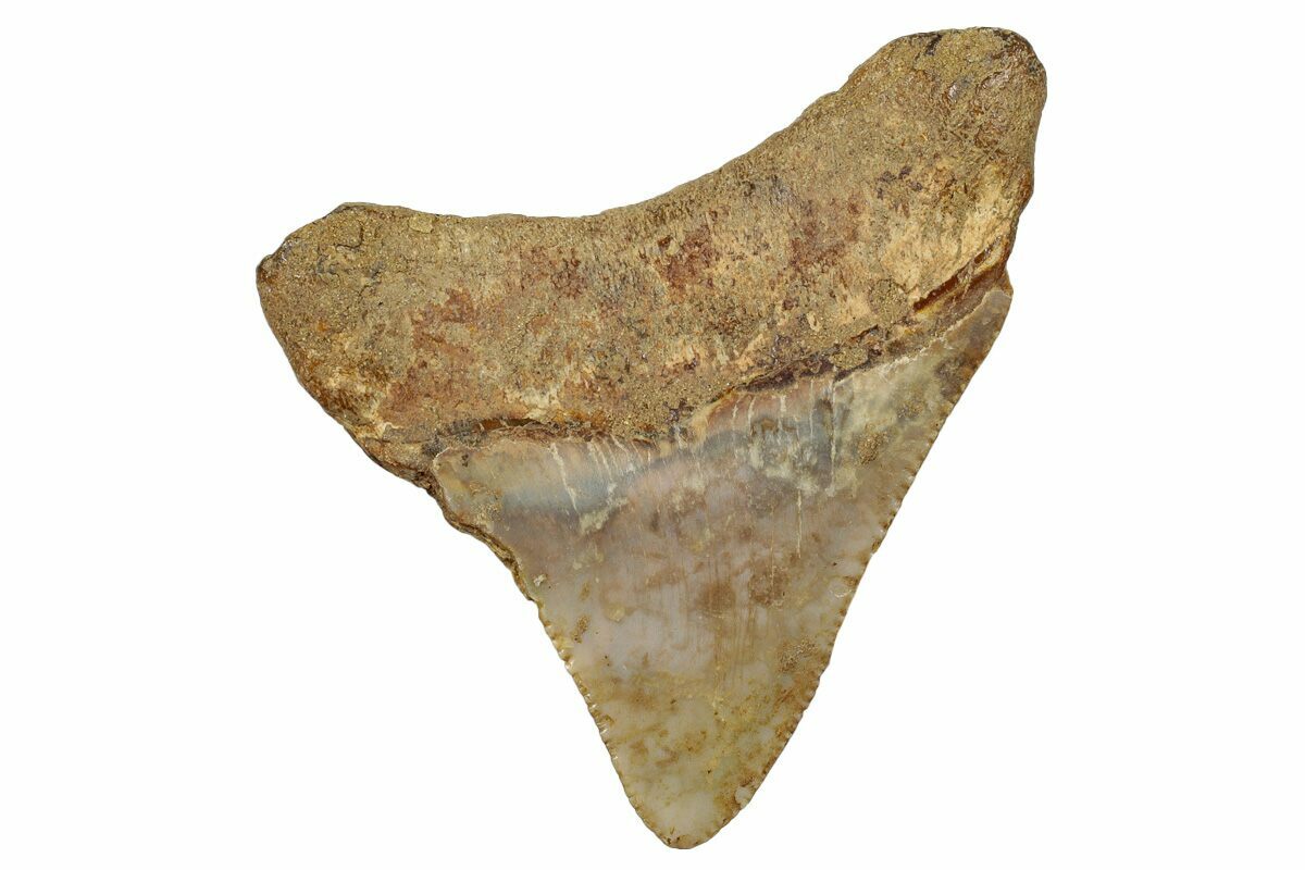 Serrated, 2.31" Juvenile Fossil Megalodon Tooth From Angola - Unusual ...