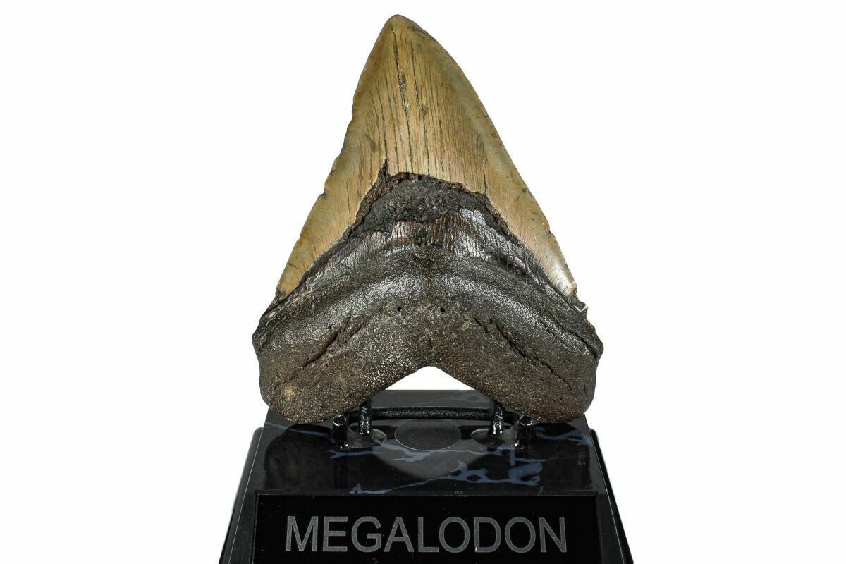 5.03" Fossil Megalodon Tooth - North Carolina (#258753) For Sale ...