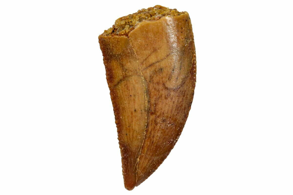 Serrated, .66" Raptor Tooth - Real Dinosaur Tooth (#259202) For Sale ...
