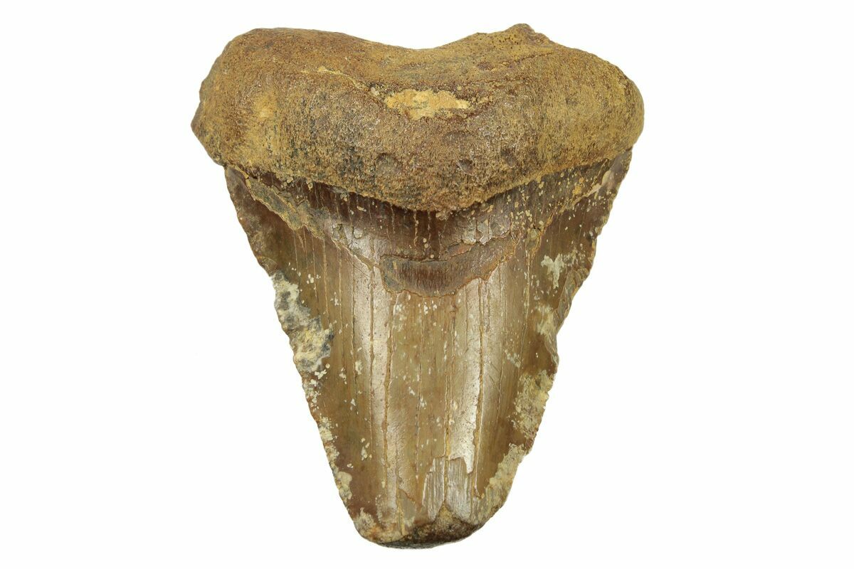1.87" Juvenile Fossil Megalodon Tooth From Angola - Unusual Location ...
