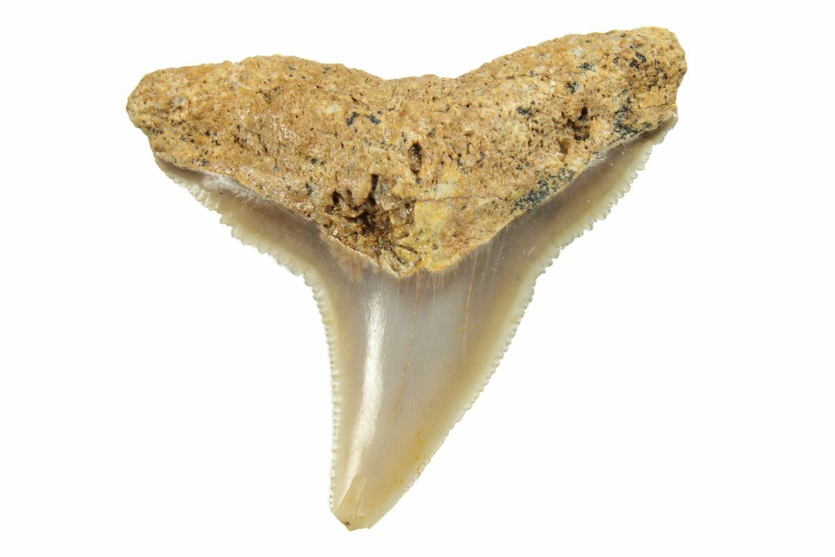 Lemon Shark Teeth Facts Lemon Shark Teeth Facts