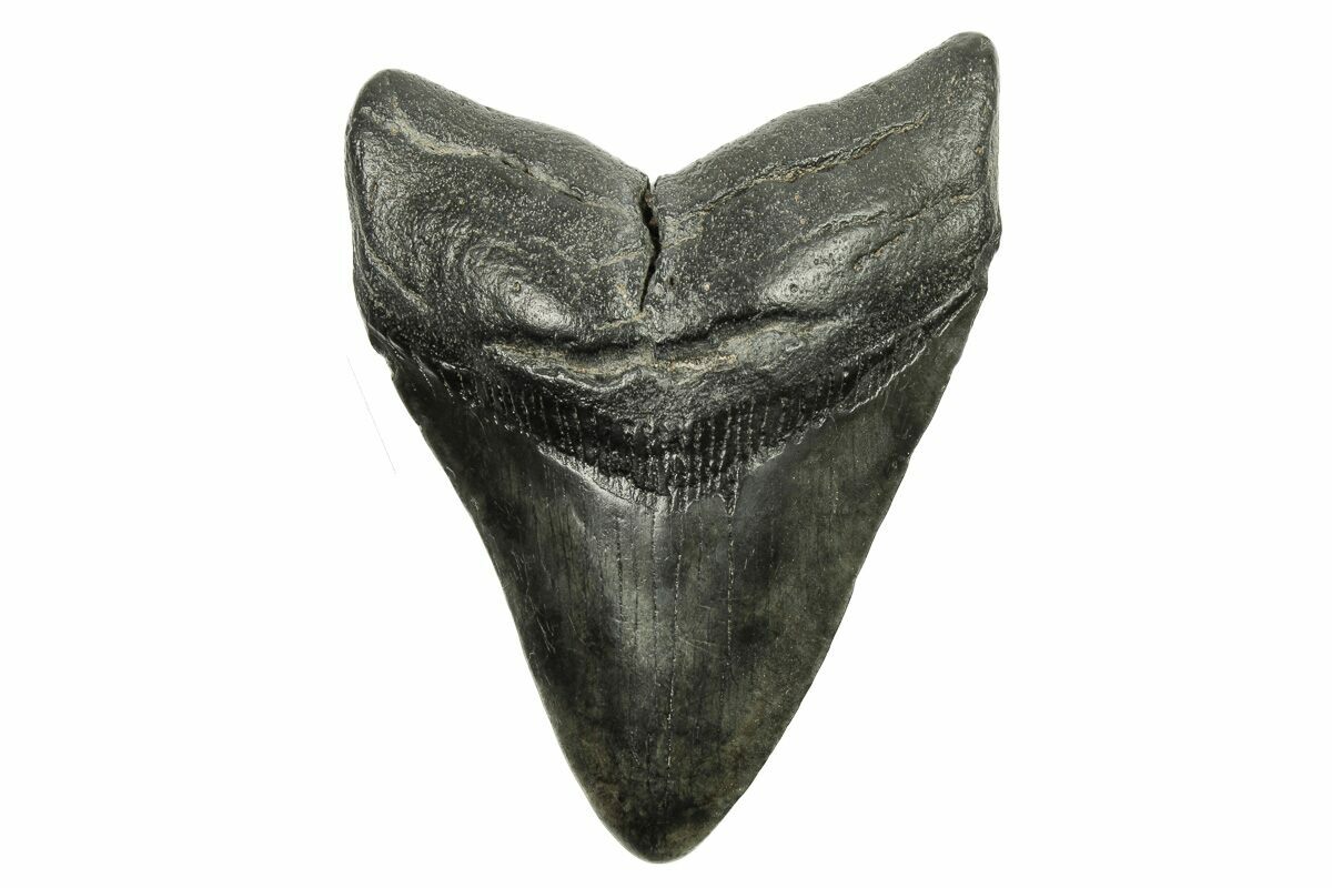 4.48" Fossil Megalodon Tooth - South Carolina (#259531) For Sale ...