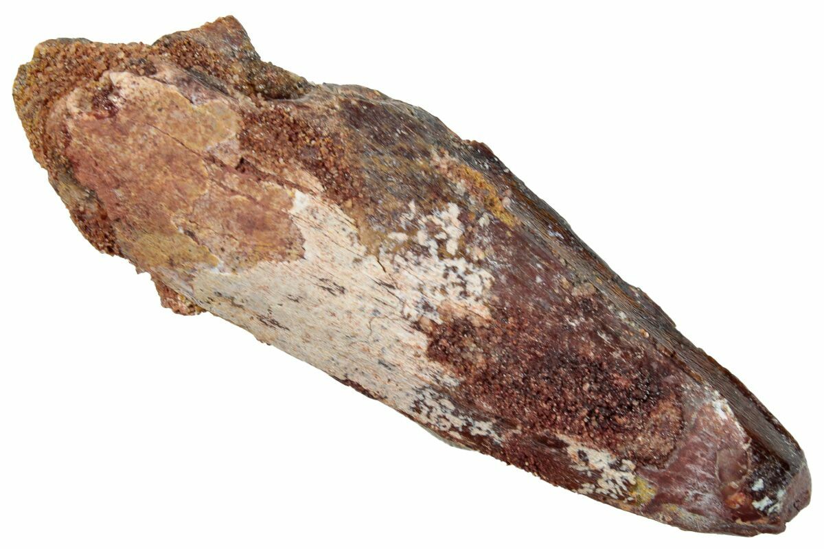 2.49" Fossil Spinosaurus Tooth - Real Dinosaur Tooth (#259638) For Sale ...