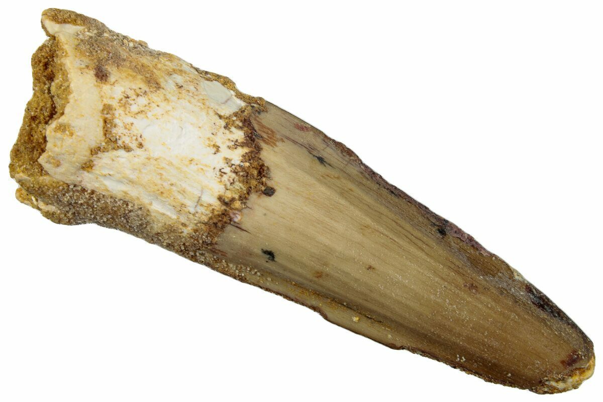 2.41" Fossil Spinosaurus Tooth - Real Dinosaur Tooth (#258989) For Sale ...