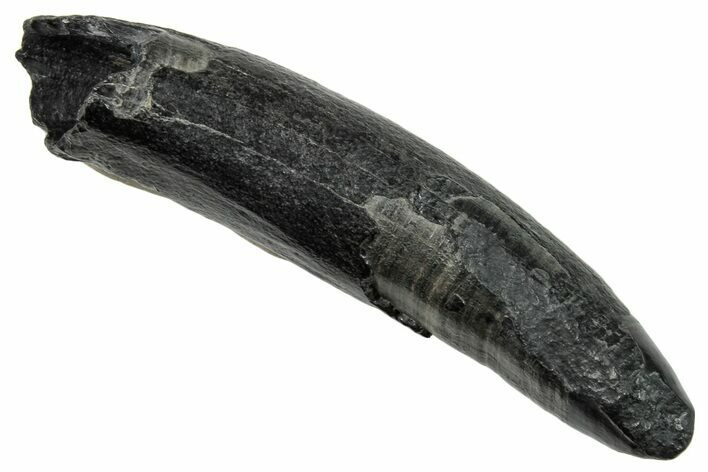 3.4" Fossil Pygmy Sperm Whale (Kogiopsis) Tooth - South Carolina ...