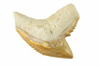 1.06" Colorful, Fossil Tiger Shark Tooth - Bone Valley, Florida ...