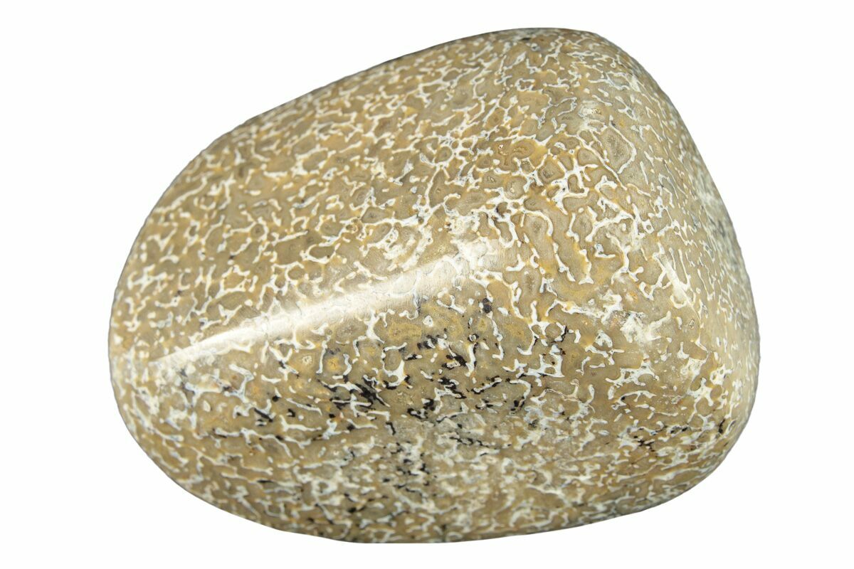 1.6" Polished Dinosaur Bone (Gembone) - Morocco (#260646) For Sale ...