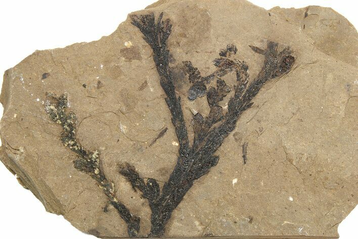 2.05" Conifer Needle (Sequoia) Fossil - McAbee, BC (#262212) For Sale ...