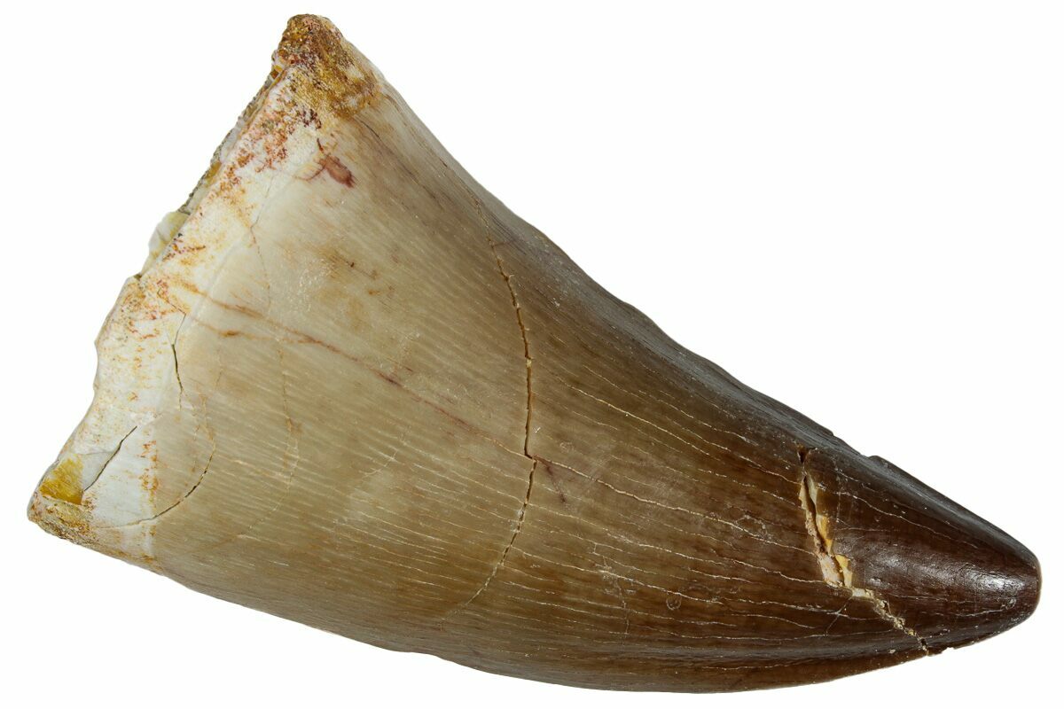 2.05" Large, Fossil Mosasaur (Prognathodon) Tooth - Morocco (#261855 ...