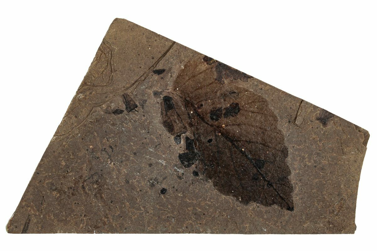 2" Fossil Plant (Fagus) Leaf - McAbee, BC (#262243) For Sale ...
