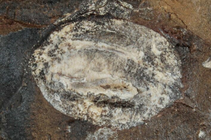 .5" Paleocene Fossil Seed Pod - North Dakota (#262294) For Sale ...