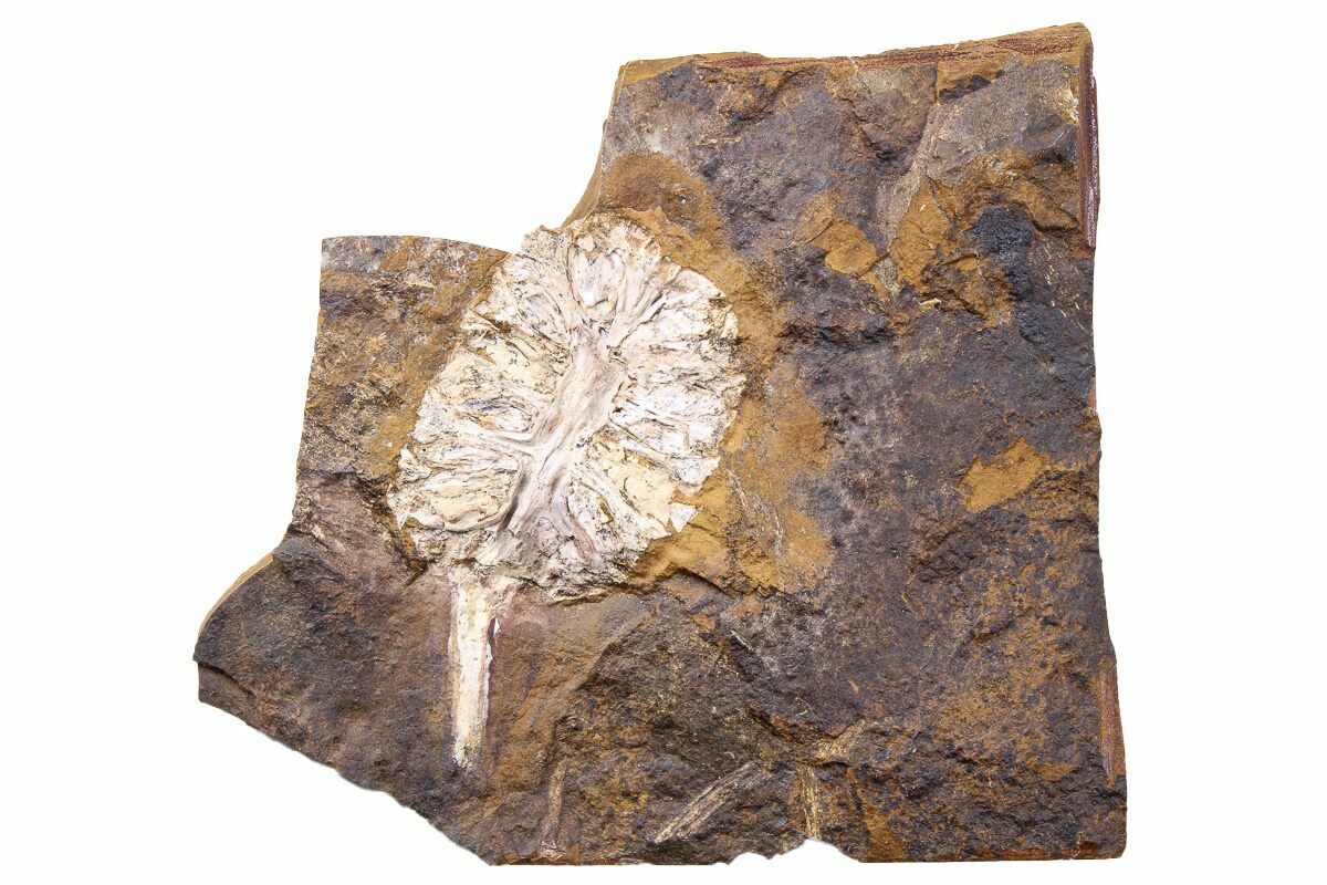 1.55" Paleocene Fossil Cone (Parataxodium) - North Dakota (#262413) For ...