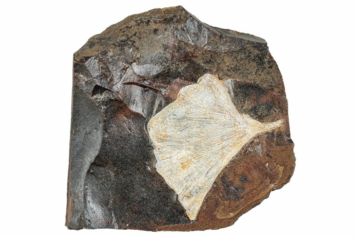 2.1" Fossil Ginkgo Leaf From North Dakota - Paleocene (#262477) For ...