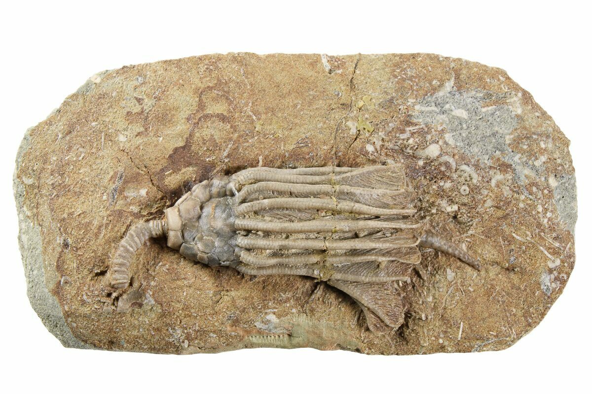 2" Fossil Crinoid (Macrocrinus) - Crawfordsville, Indiana (#262479) For ...