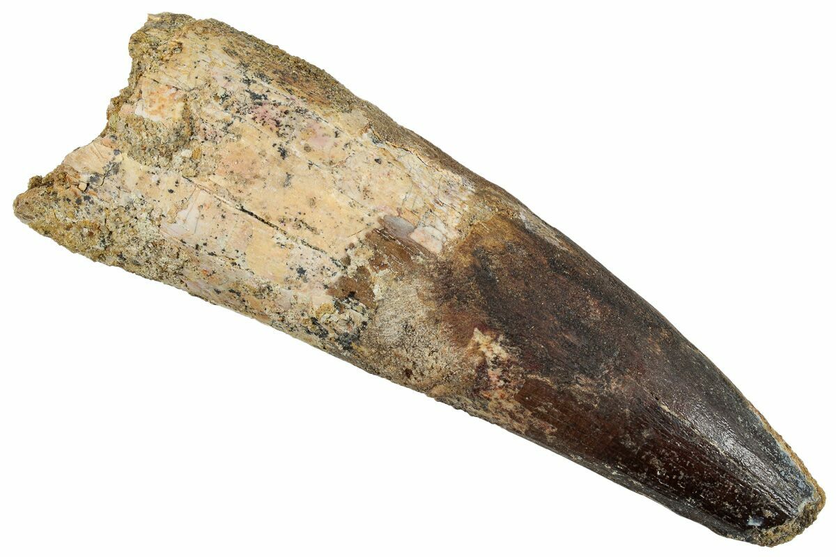4.65" Fossil Spinosaurus Tooth - Giant Dinosaur Tooth (#262983) For ...